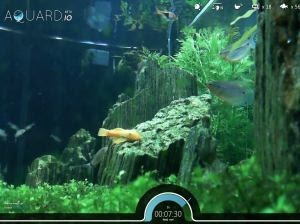 Alimenta peces reales en un acuario en línea real - Recurso Wordpress